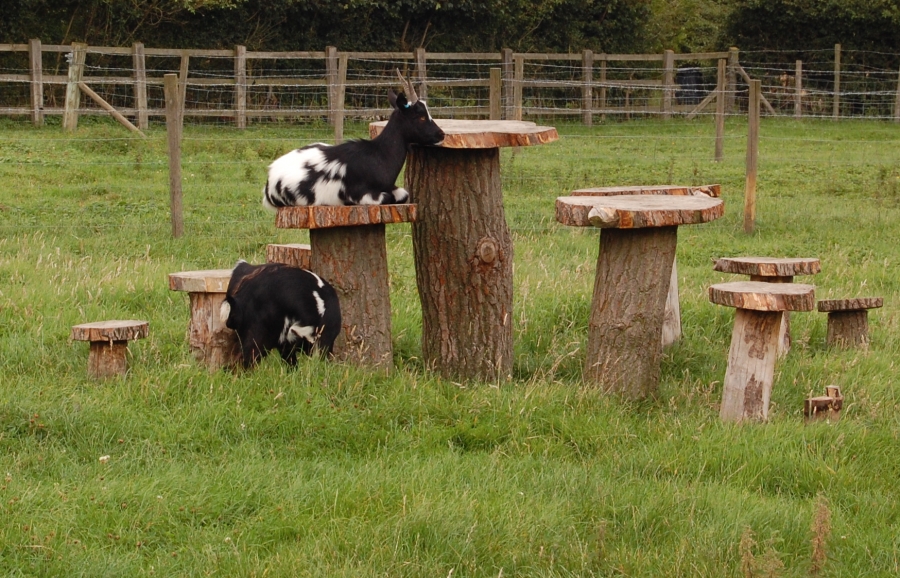 Capre pitic de vanzare