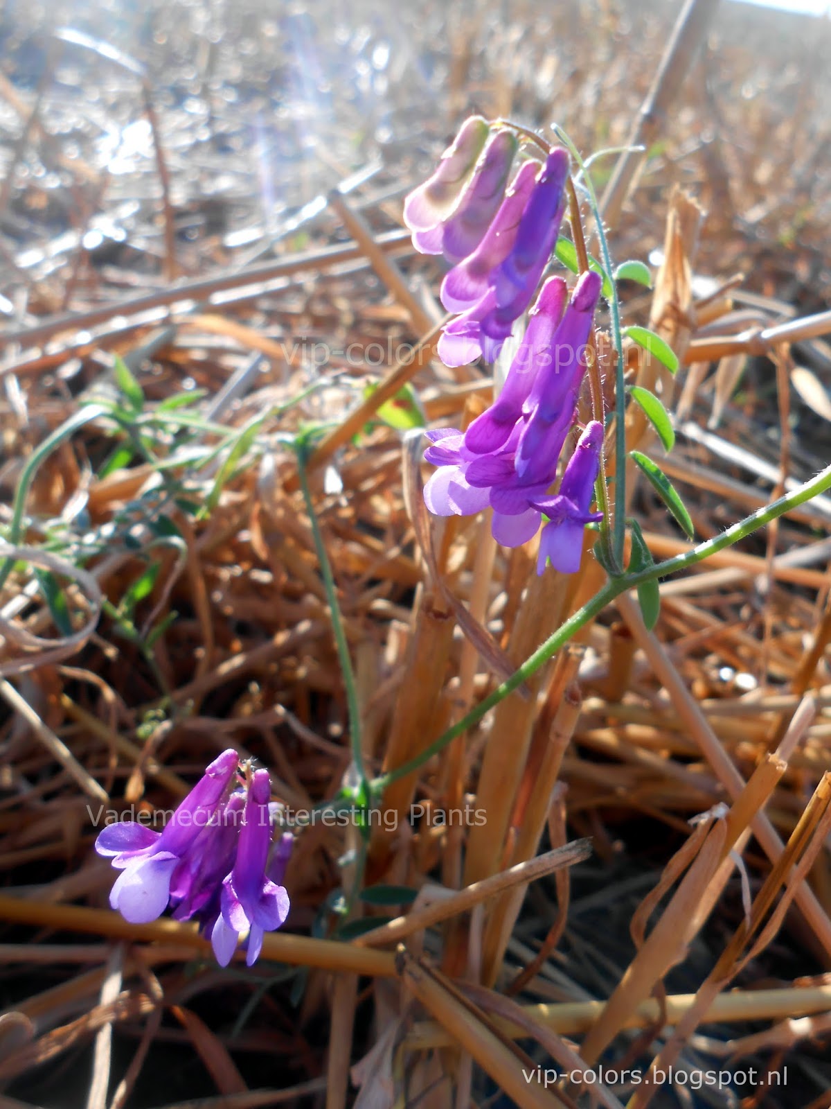 Vademecum Interesting Plants: Vicia cracca - Wyka ptasia - Vogelwikke