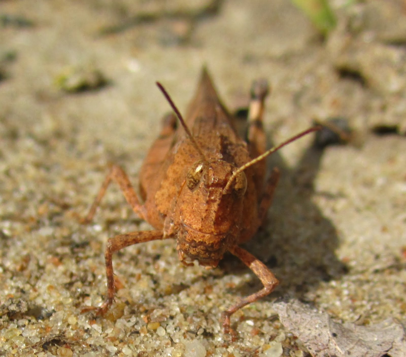 The story of our life returning to England from Braye-sous-Faye ...