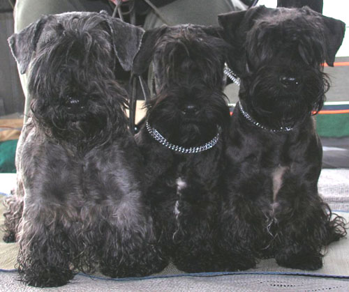 Cesky Terrier Dog Profiles and Pictures ~ Blog of Dogs Breeds Information