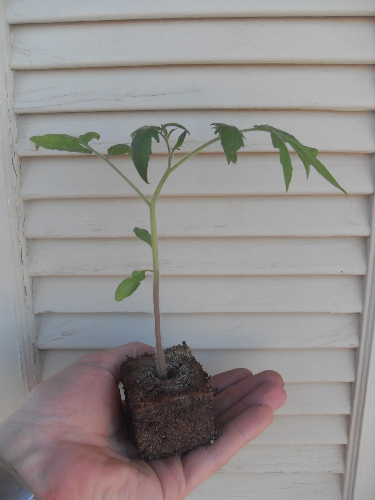 The Scientific Gardener: Direct Seeding versus Transplanting