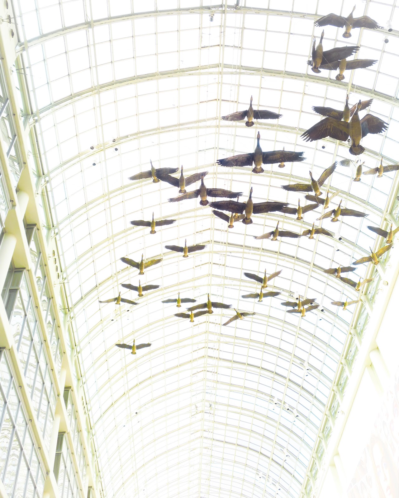 Living Rootless: Toronto: Birds in Light