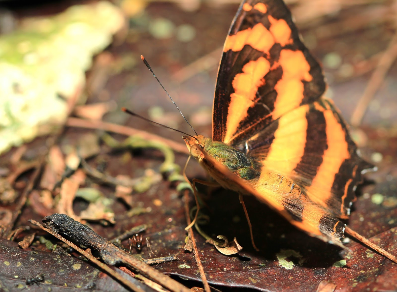 Butterflies of Vietnam: 40. Symbrenthia lilaea (The Common Jester)