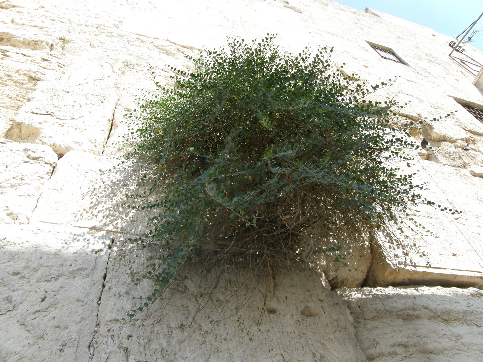 Wildflowers, Herbs & Trees of Jerusalem, Israel : THE WESTERN WALL OF ...