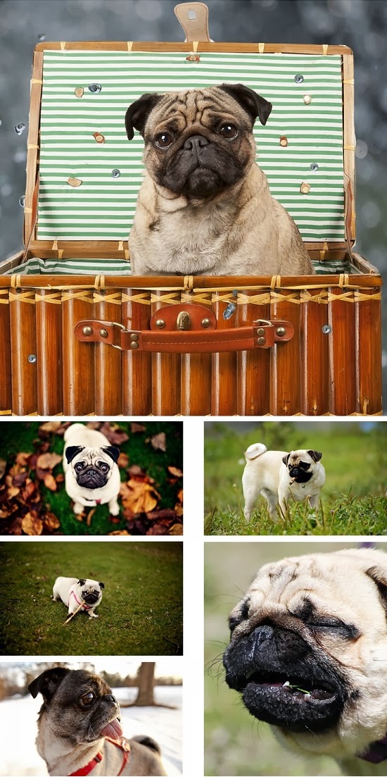 Pug Dog Theme For Windows 7 And 8 8.1 | Ouo Themes