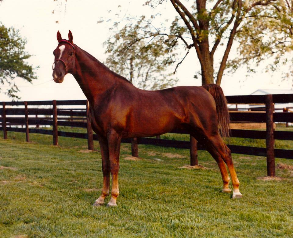The American Saddlebred: Will Shriver's stallion sons