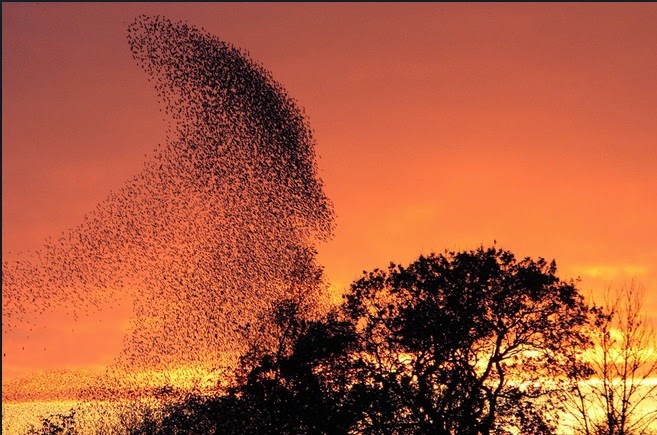 Gli stormi | Perchè proprio al tramonto?