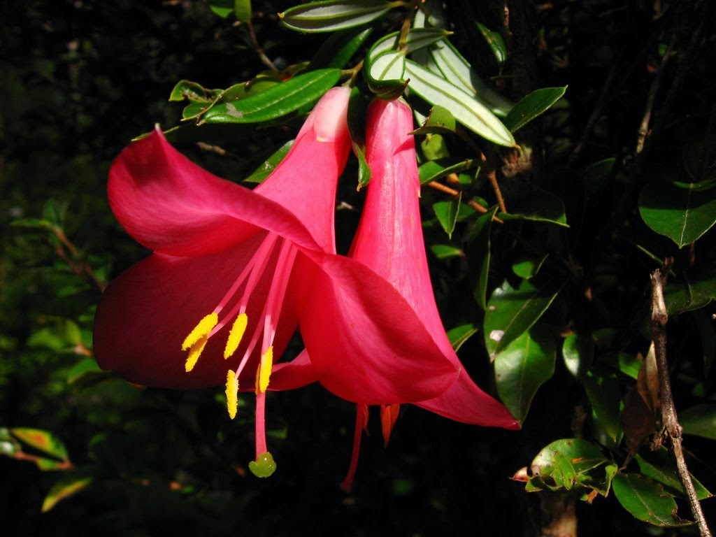 Bitacora de mi Chile: Coicopihue