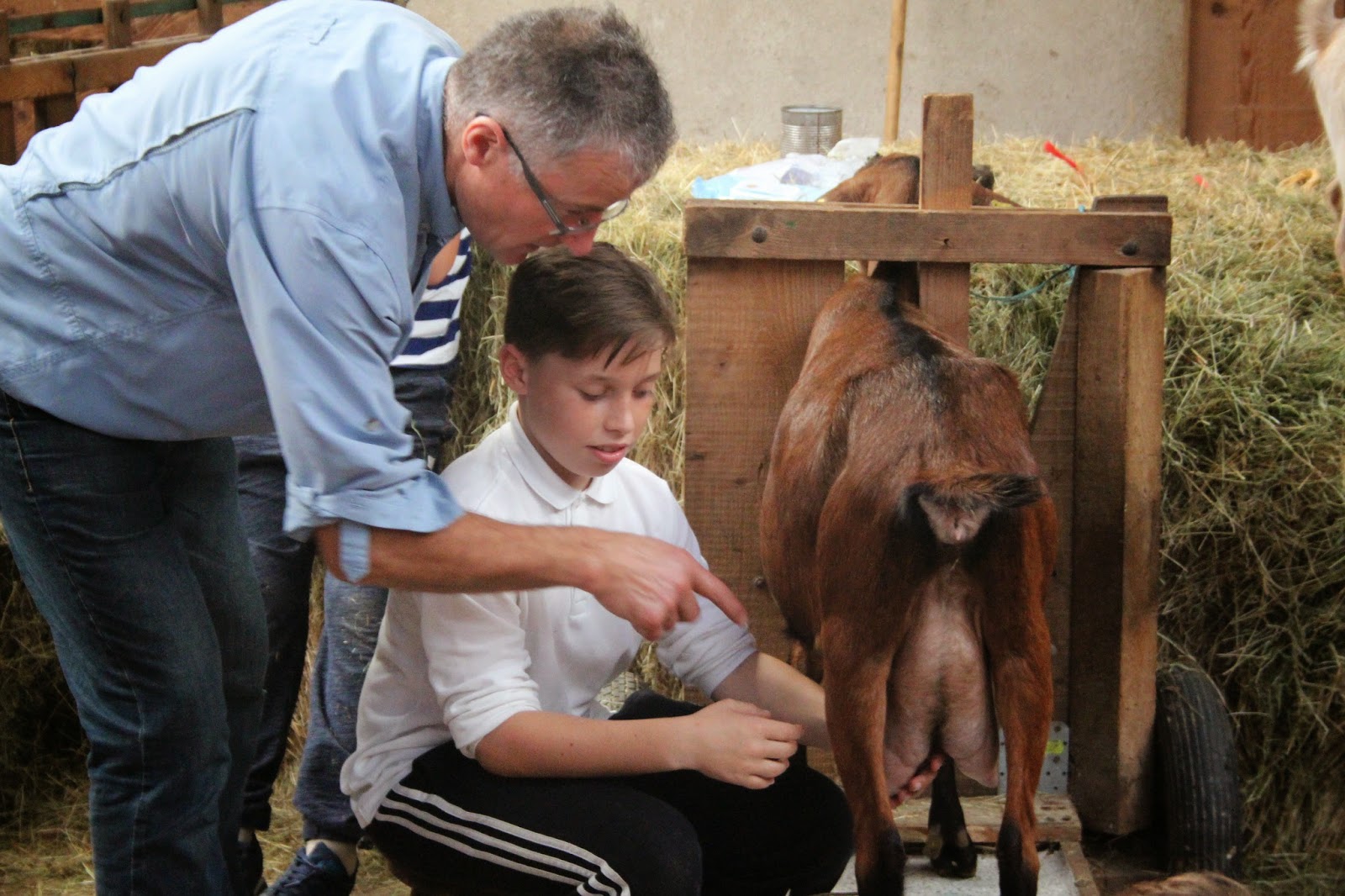 Bickley Park School Normandy Trip 2014: Goat farm