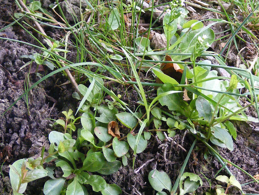 Loire Valley Nature: Brookweed - Samolus valerandi