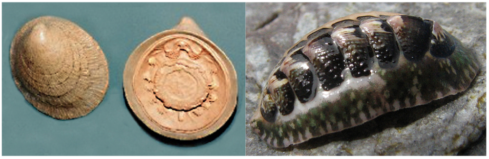 ONU Invertebrate Zoology: Lecture - Phylum molluscaMonoplacophora and ...