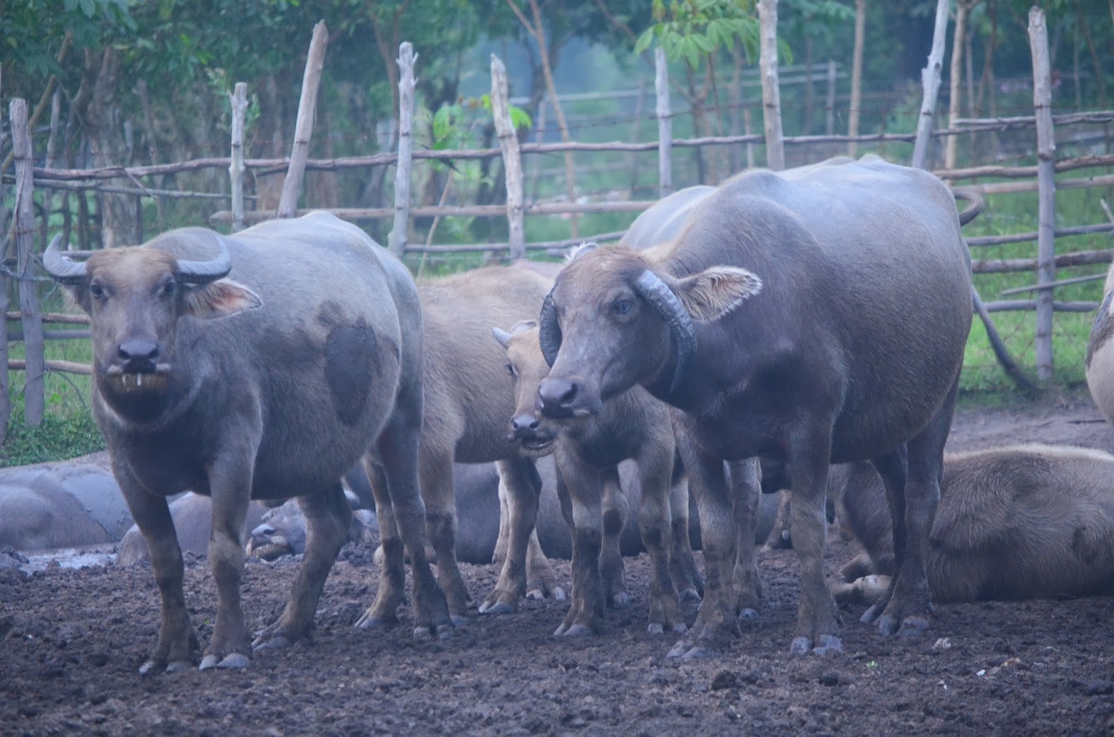 HIMAPETRI : 'Kerbau Rawa Pampangan' Khas Sumatera Selatan