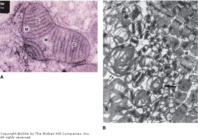 De Histology: Mitochondria