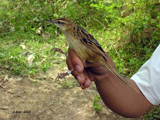 Gambar macam-macam Ciblek | Info Burung Kicauan