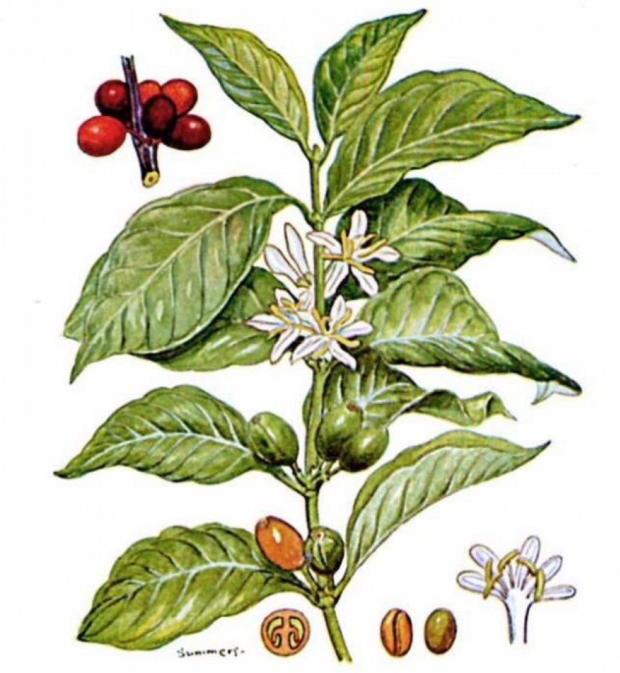 el Taller de La Caléndula: Plantas y sus Aa Ee