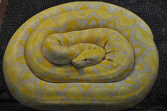 De Tudo um Pouco...: Piton Albina