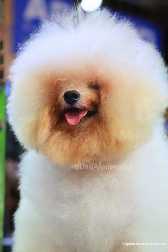 Razas de perros: BICHÓN FRISÉ