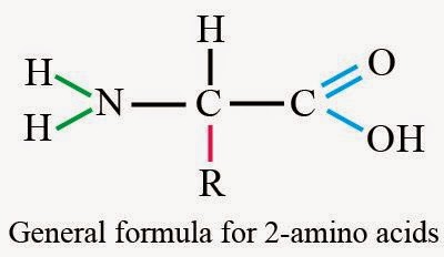 IB Chemistry (HL): B2 Proteins