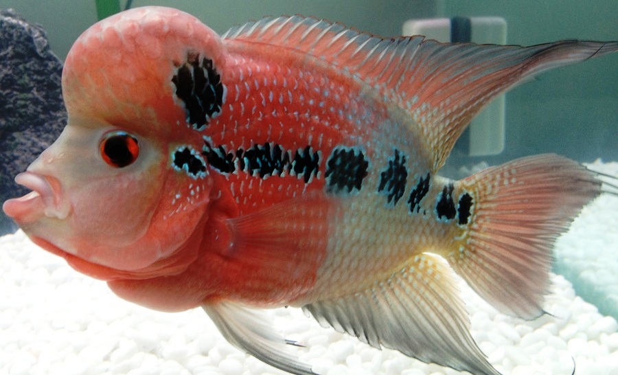 FLOWERHORN FISH photos - wallpapers (ανανεωμένο) | the fun bank