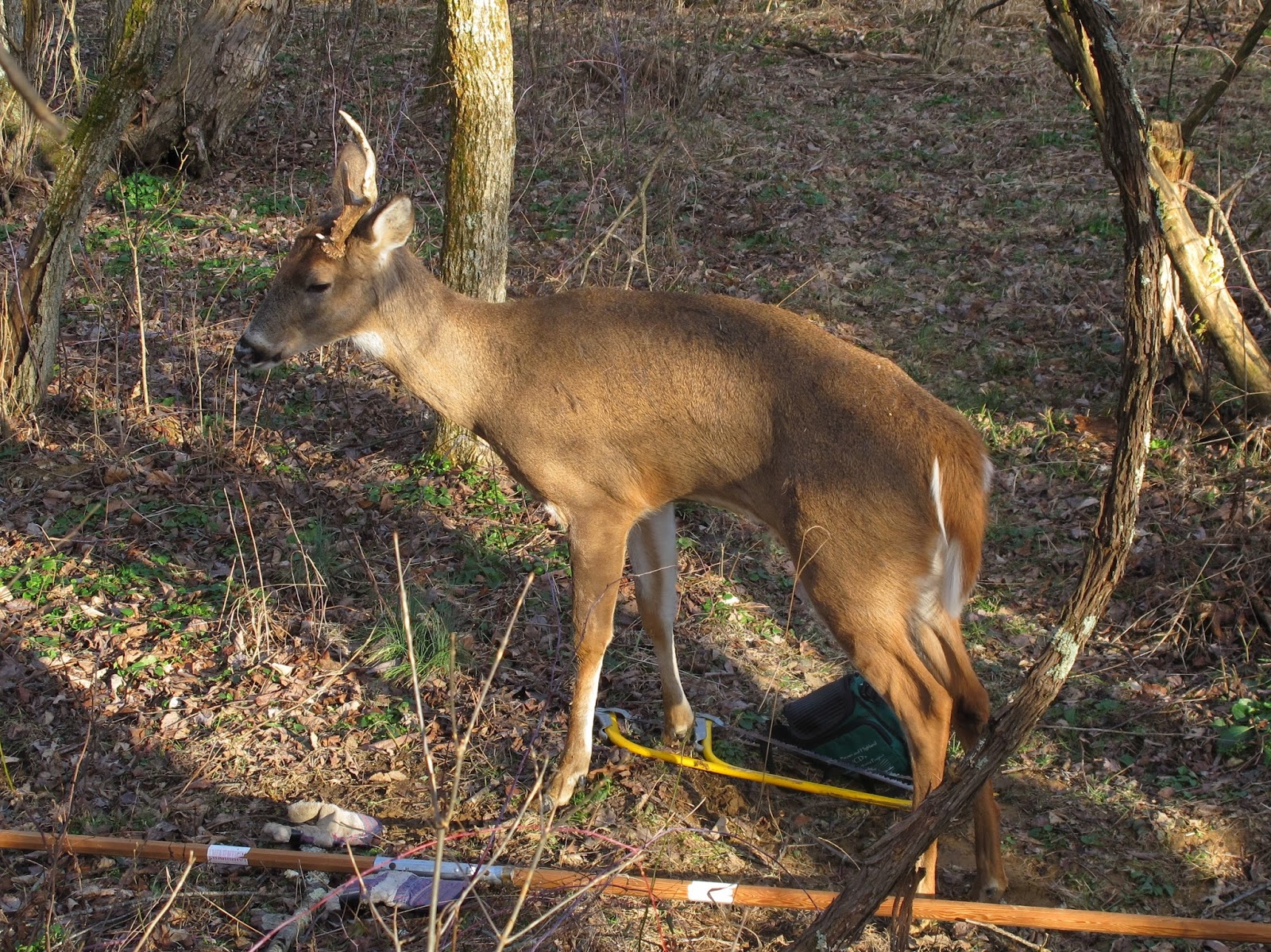 Blue Jay Barrens: Sick Deer