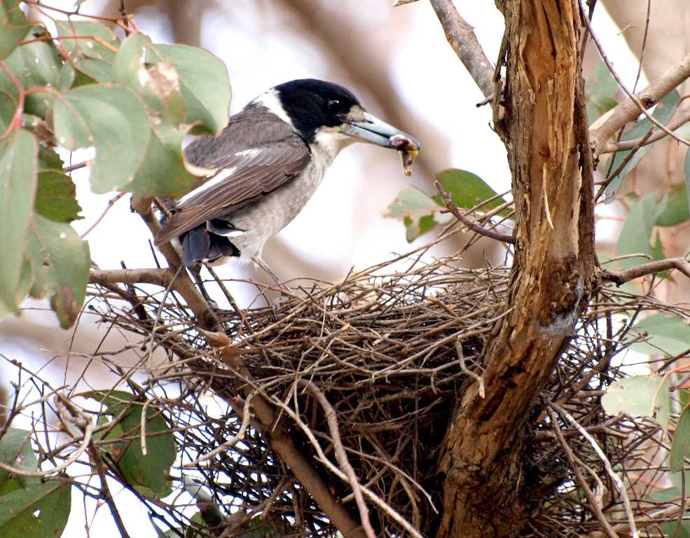 Friends of Drouin's Trees: Grey Butcherbird