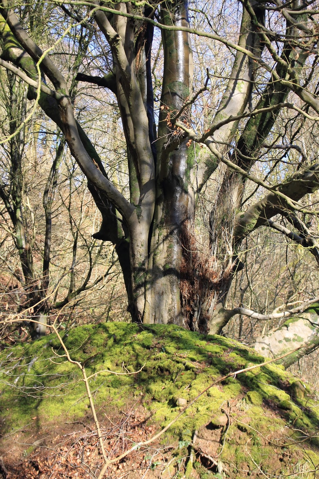 Valley Naturalist: More Chromatomyia scolopendri