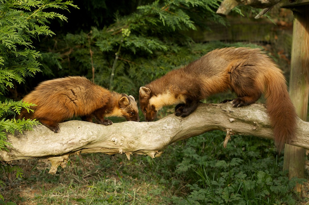 British Wildlife Centre ~ Keeper's Blog: Pine Martens