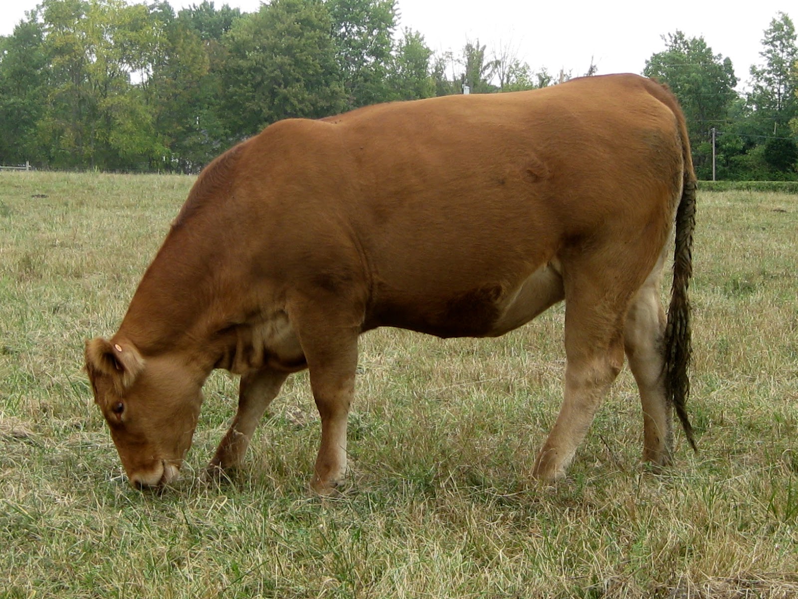 Sweet Meadow Sampler: All About American Limousin Cattle