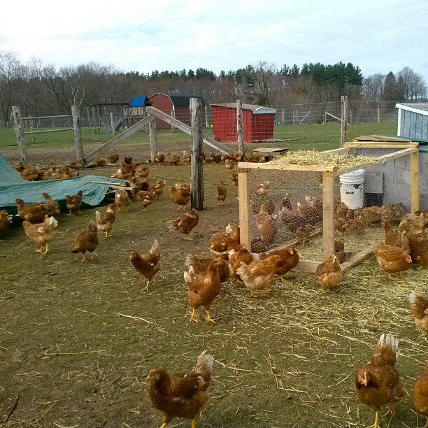 Environmental Geography: Chicken Run II