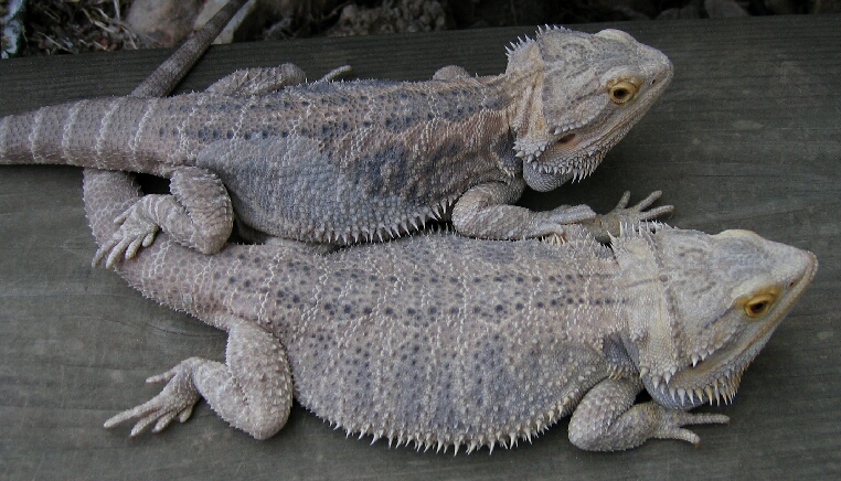 Agama Brodata Hypo Red Pastel