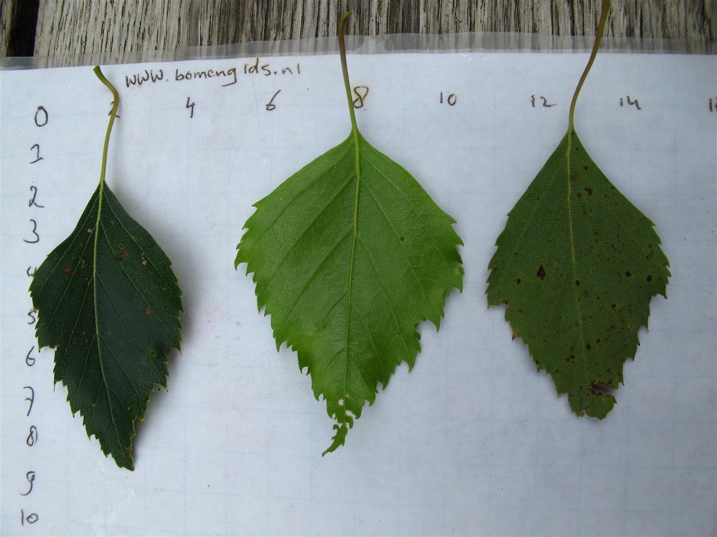 bomengids.nl: Zachte berk versus ruwe berk