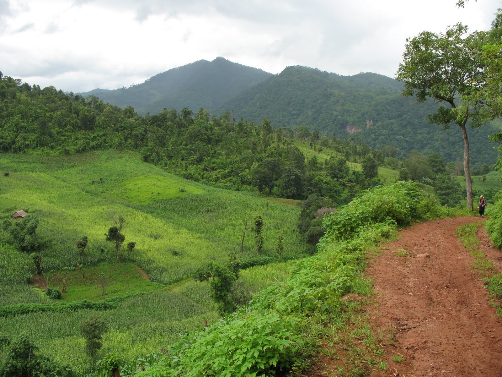 SIHTKOHT: BIRMA, AASTA: 2011: Palaungide poole peole