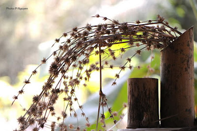 Hoa tre - Loài hoa trăm năm | Các loài HOA đẹp