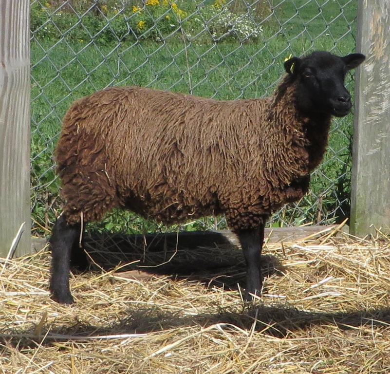 Whispering Pines Farm Registered Shetland Sheep: New Sheep 2016