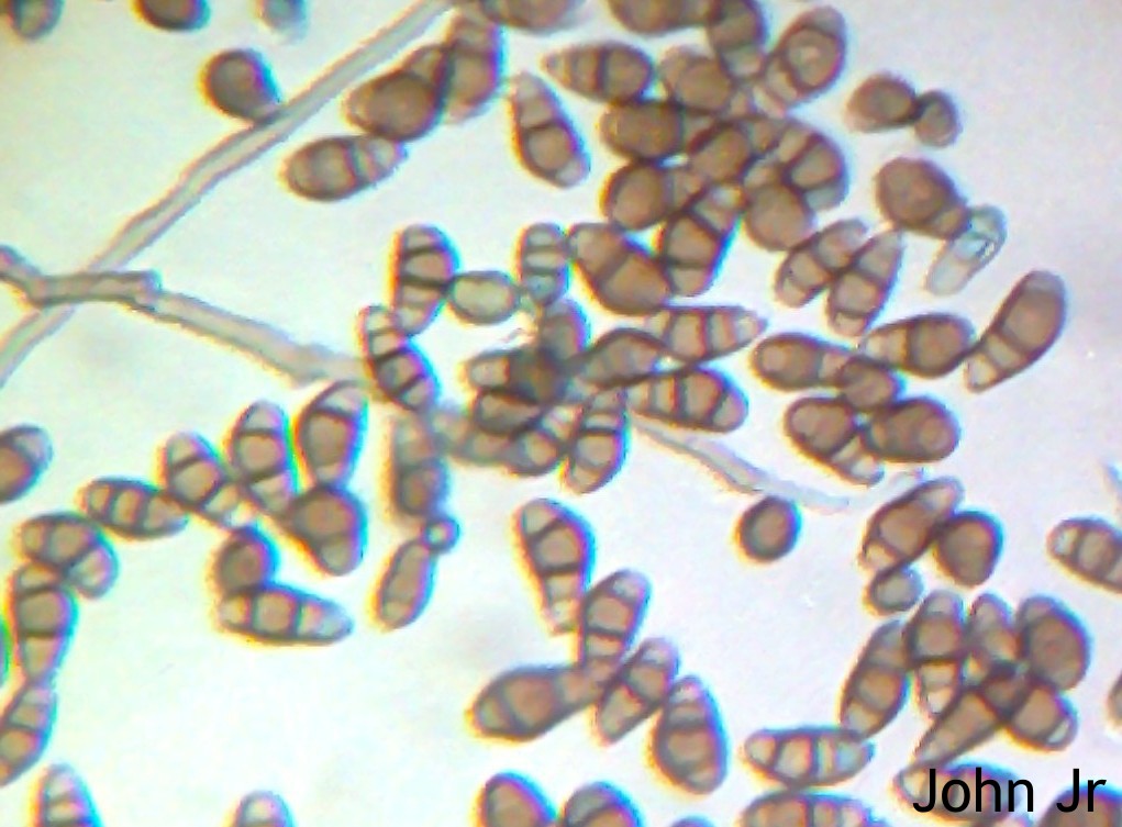 Um Convite à Biomedicina: Curvularia e sua relação com a agricultura