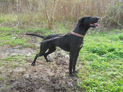 The Catahoula Cow Dog: Catahoula Cur, The Louisiana Cattle Dog