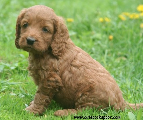 Cute Cockapoos: Progression of a Cockapoo Puppy, Week by Week Photos