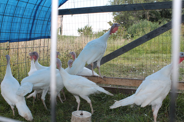 Antiquity Oaks: August 2013