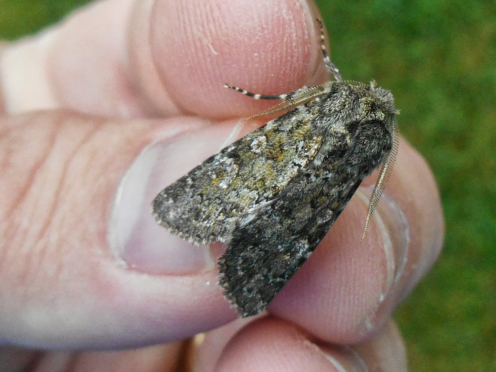 North Wales Bug Blog: Autumnal Moths in Cemaes