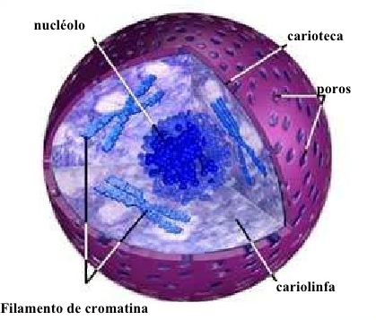 Biologia Na Escola: Novembro 2017
