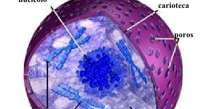 Biologia Na Escola: Estrutura do núcleo