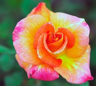 Wiese Acres: Hardy Roses