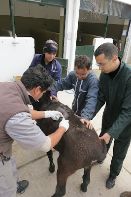 The American Fondouk, Fez, Morocco: Back at the Fondouk