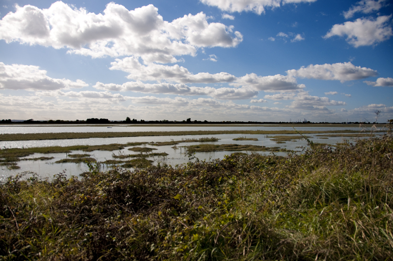 The wild side: Two-tree Island