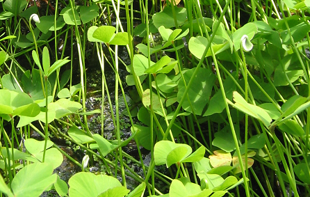Pteridhophyta Kelas Filicinae (Paku Sejati)
