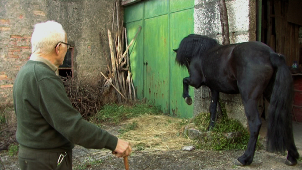 O CABALO DE PURA RAZA GALEGA / THE GALICIAN HORSE BREED / LE CHEVAL DE ...