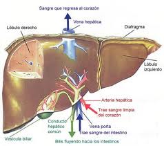 ANATOMIA HUMANOIDEA: EL HIGADO