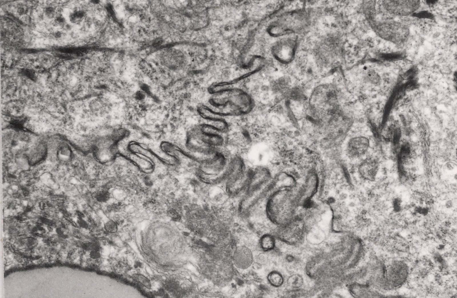 el moderno prometeo: Breve introducción al tejido epitelial.