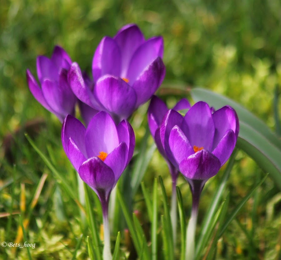 Bets Fotonieuws: Lentebloemen