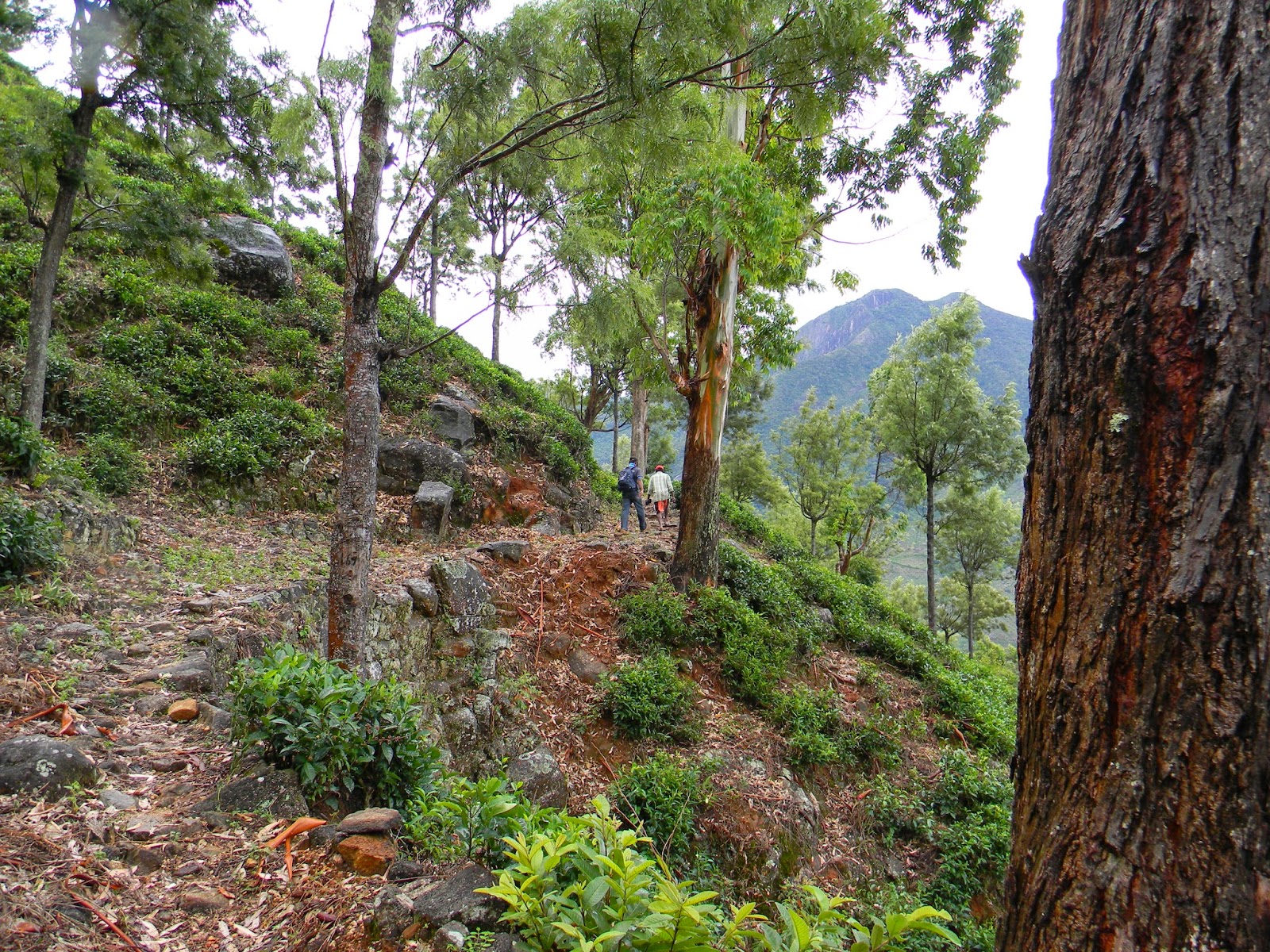 Safari Sri Lanka: A different route to Worlds End - Horton Plains Sri ...